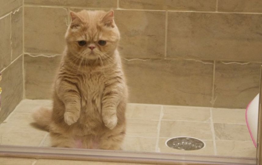 Fotos: Conoce a "George", el gato que siempre está parado en dos patas ...