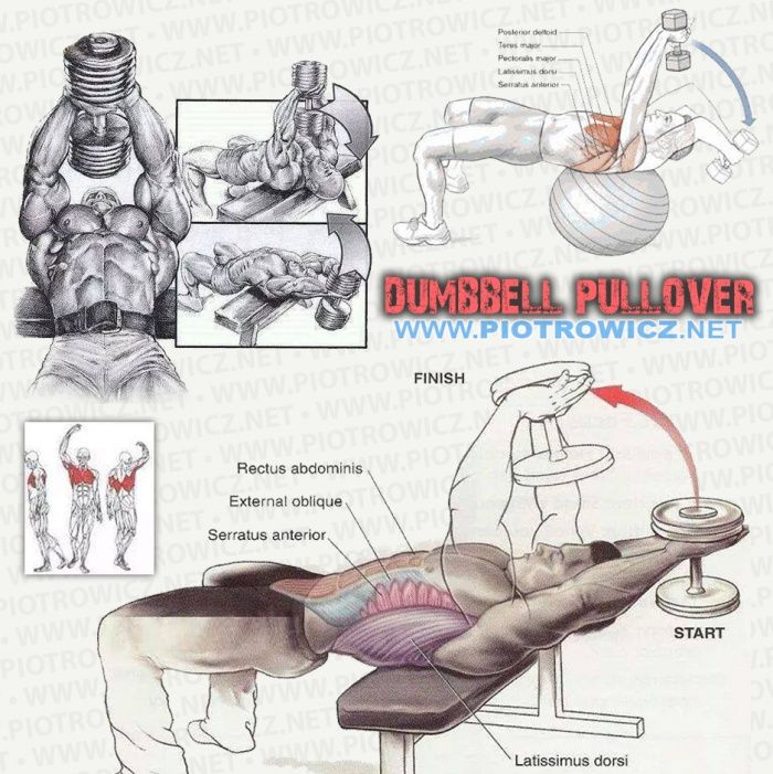 Dumbbell Pullover Anatomy