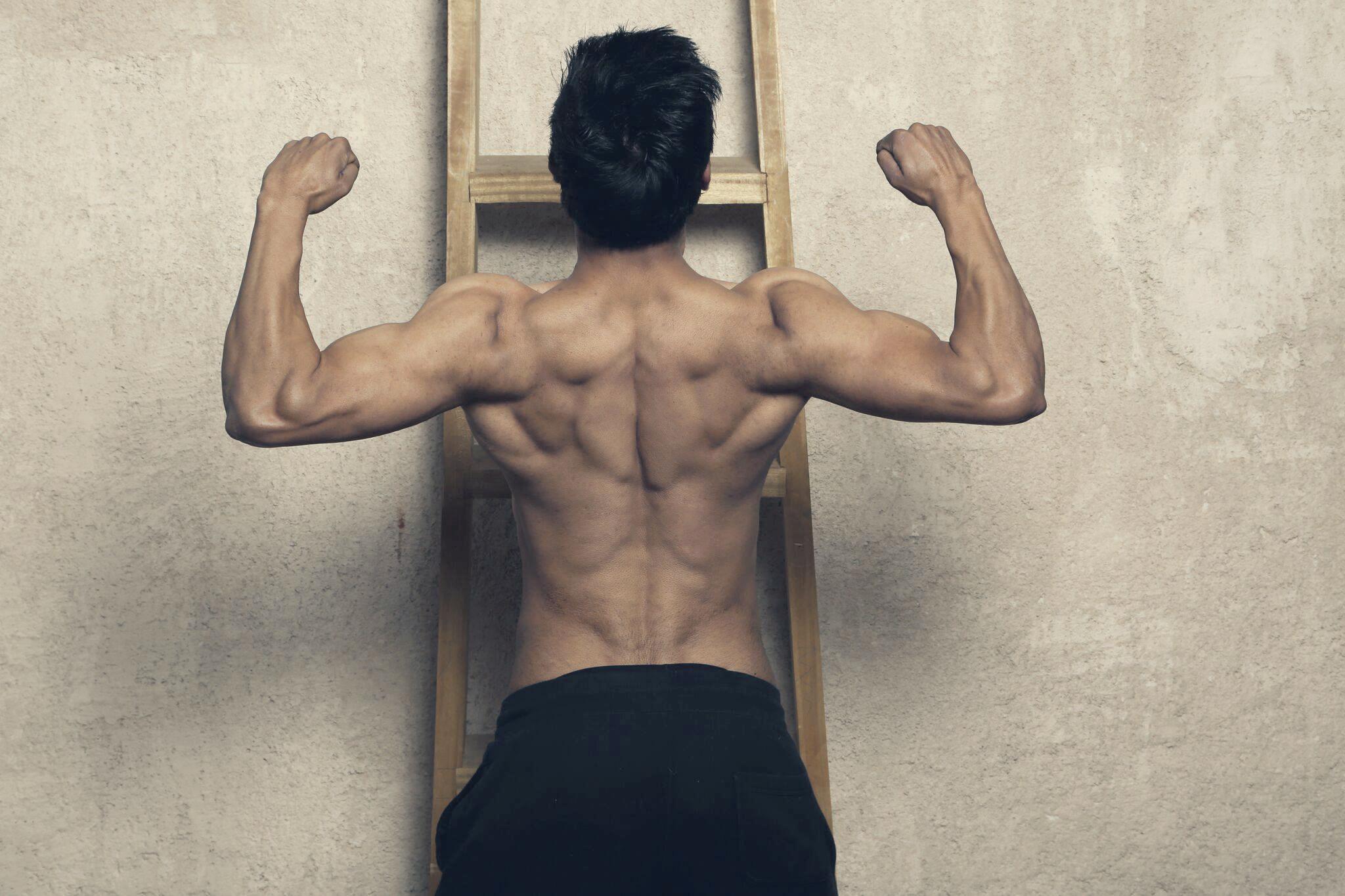 Male Model Back Muscles