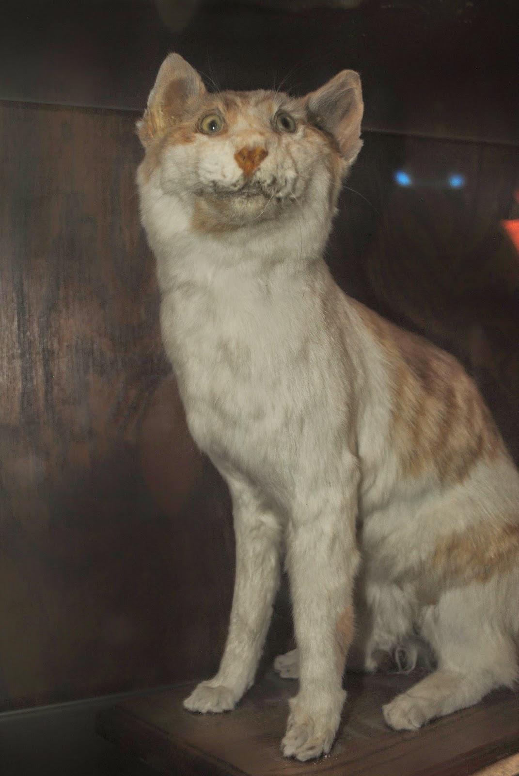 Part Of No Grumpy Cat What Do You Mean