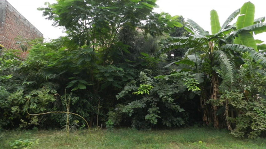 How to grow a mini-forest in your own backyard to do your part for a ...