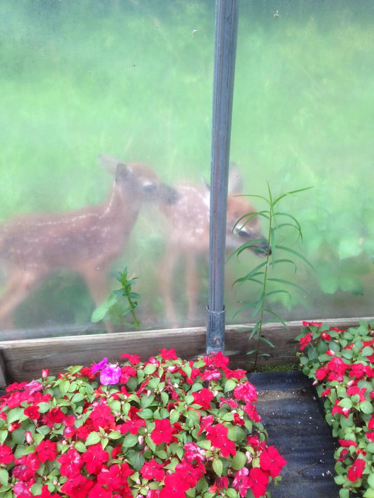 Peter Ferrante (@Peter_Ferrante) | Twitter