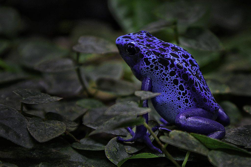 Science Art: the awesome yet toxic blue poison frog (used on tips of ...