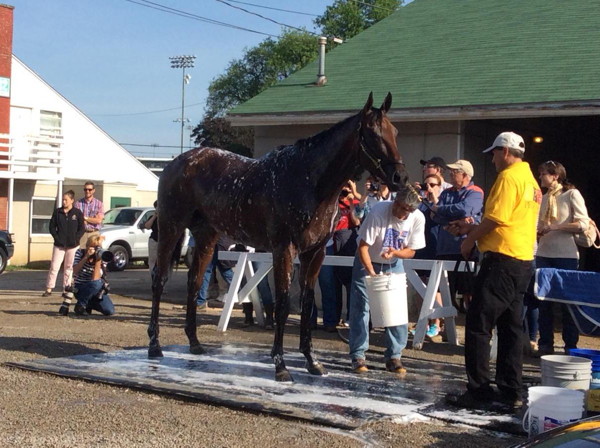 KING – Canadian Thoroughbred