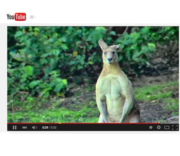 Shredded kangaroo shows off massive muscles, proves things really are ...