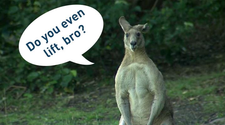Do You Even Lift Kangaroo Meme