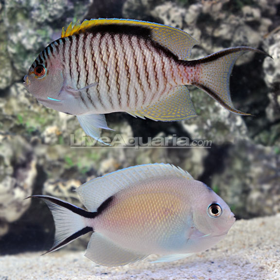 Zebra Angelfish Saltwater