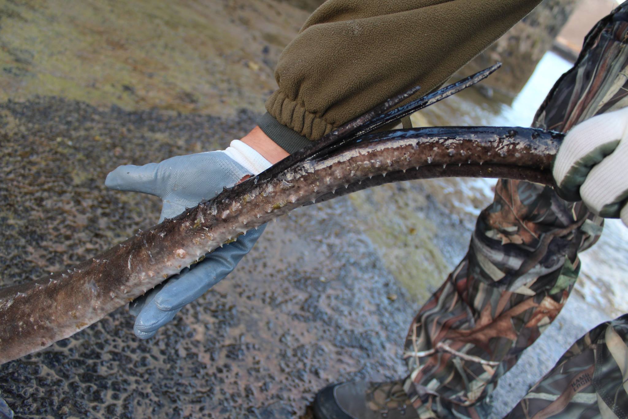 Agnes Gray hipoteca mundo cola de raya Persuasivo fondo Dependiente