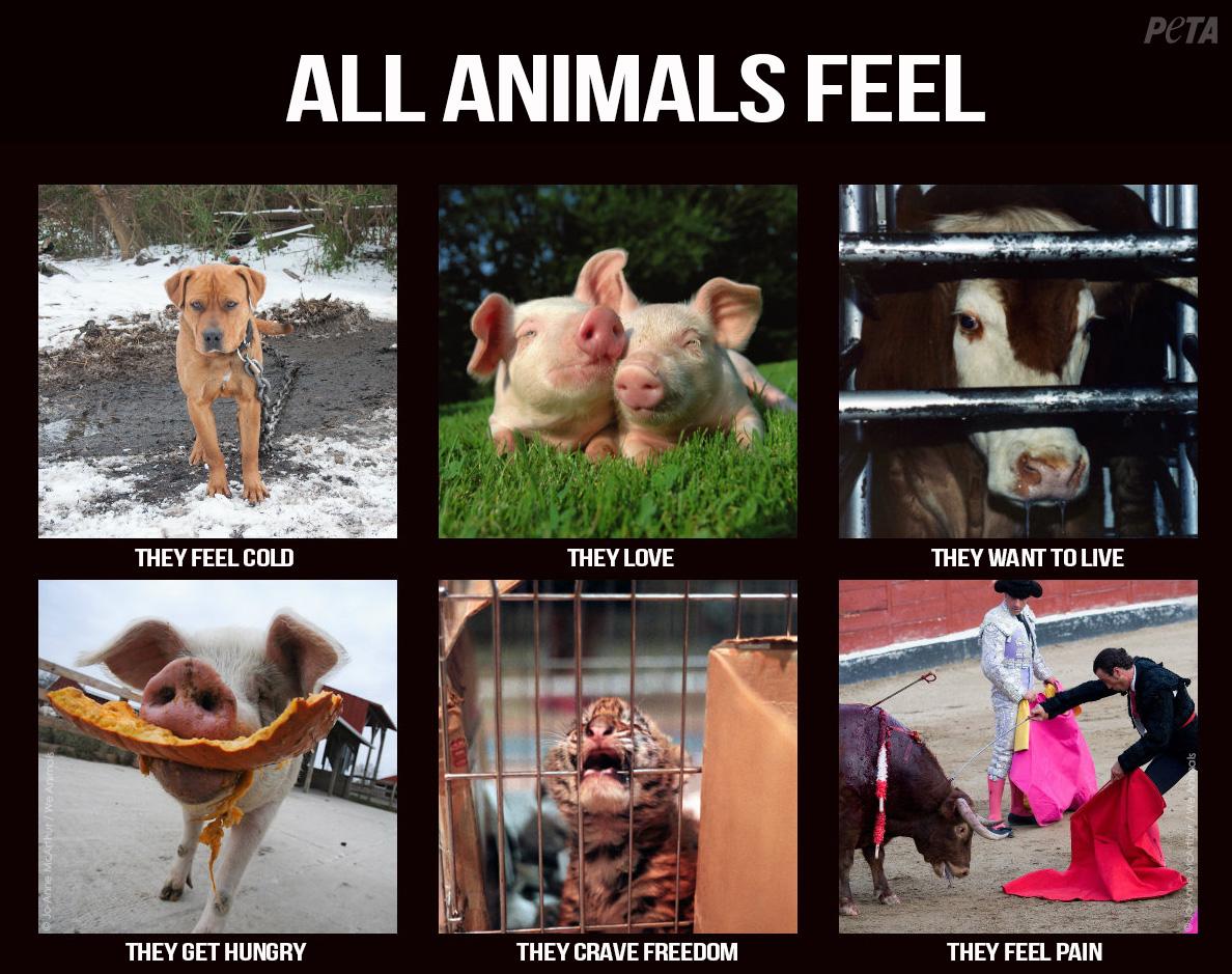PETA on Twitter: "ALL ANIMALS FEEL! RT if you wish everyone realized ...