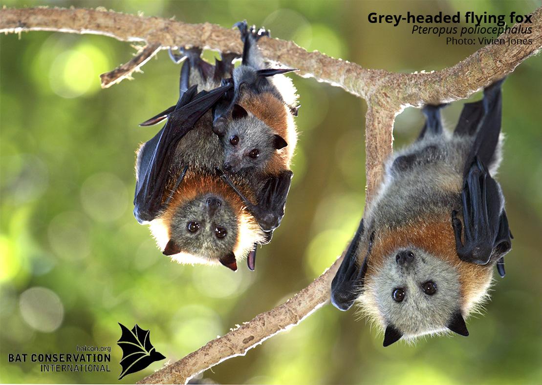 Baby Grey Headed Flying Fox