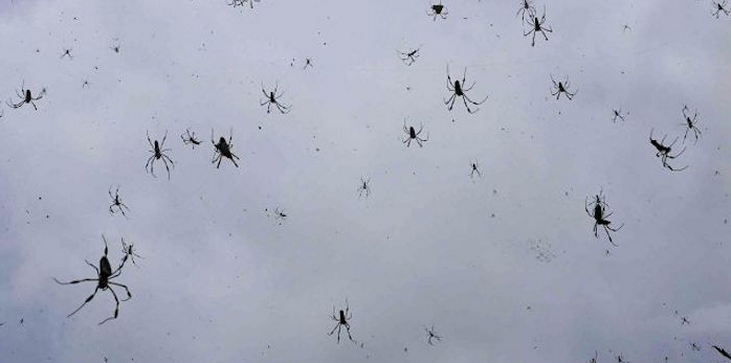 Australian Flying Spider Cloud