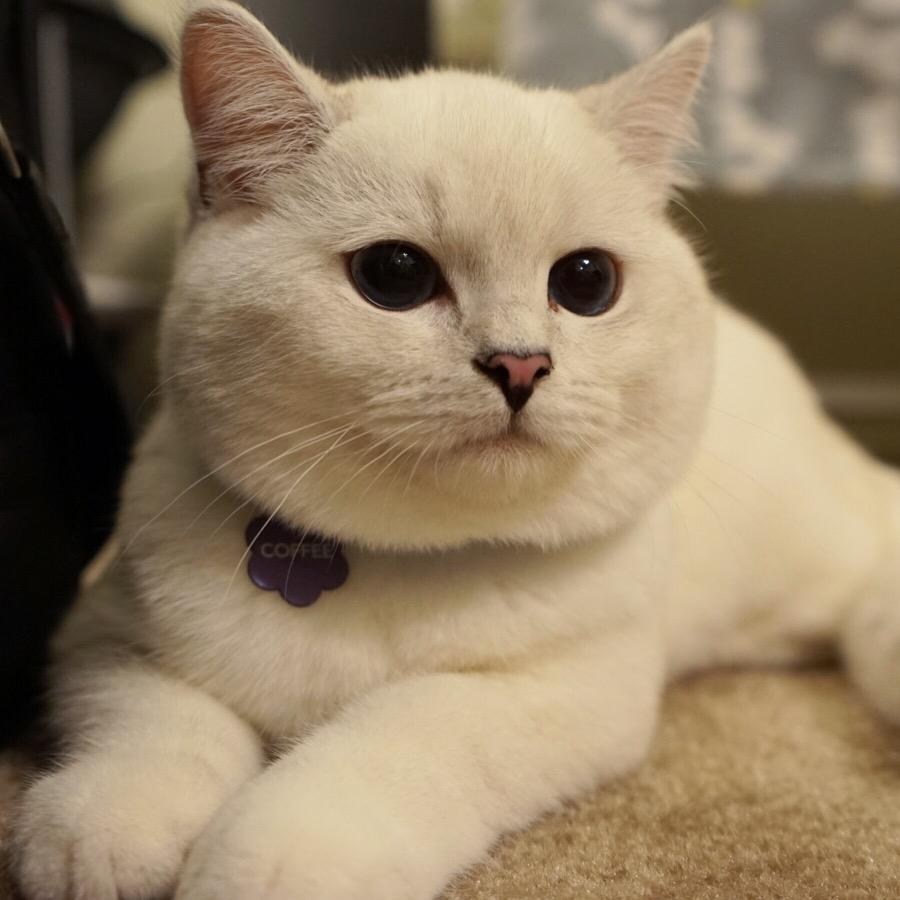 Coffee il gatto