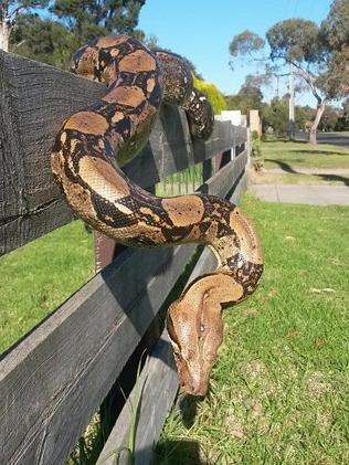 Imagine finding this in your backyard! Huge boa constrictor found ...