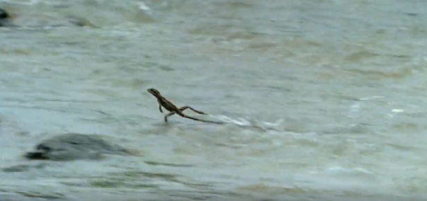 Lizard Running On Water Gif