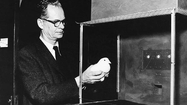 B F Skinner Pigeons