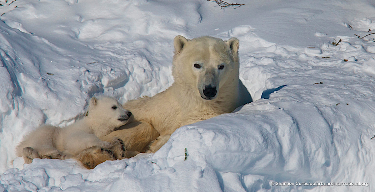 Pregnant Polar Bear
