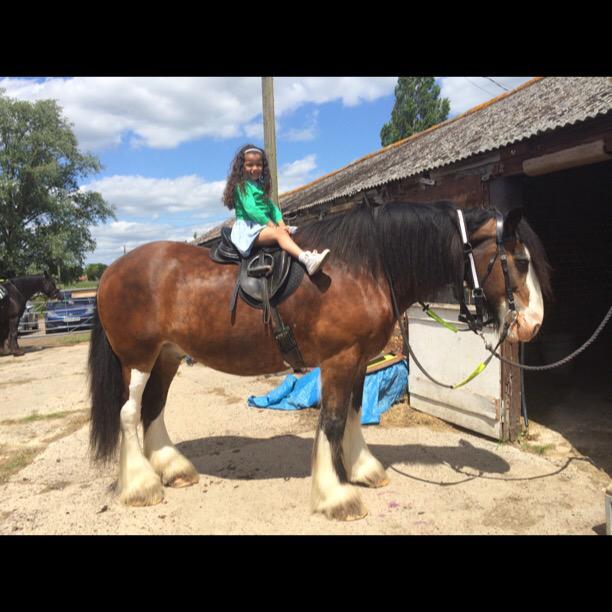 Shire Horse Riding
