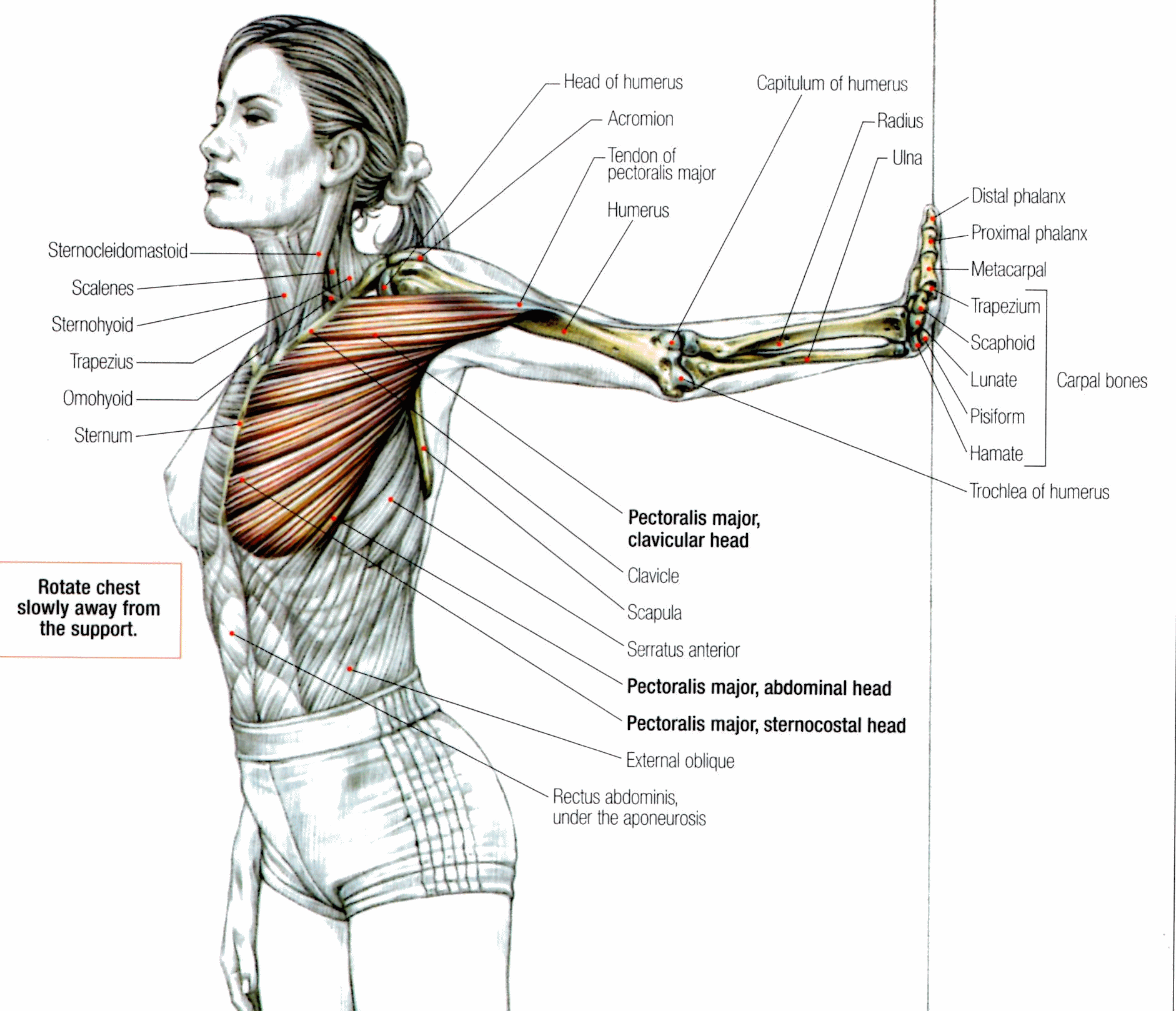 Pectoralis Major Stretch
