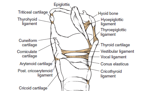 Cuneiform Cartilage Model