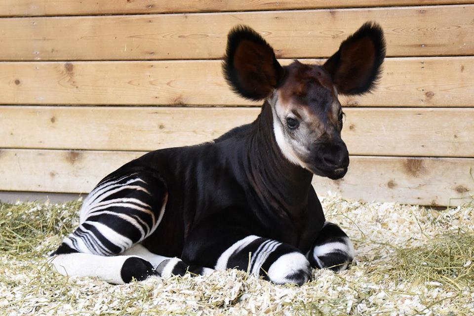 Donkey Zebra Baby