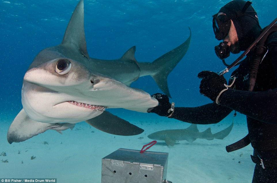 Terrifying photos show filmmaker patting, stroking and HUGGING 20ft ...