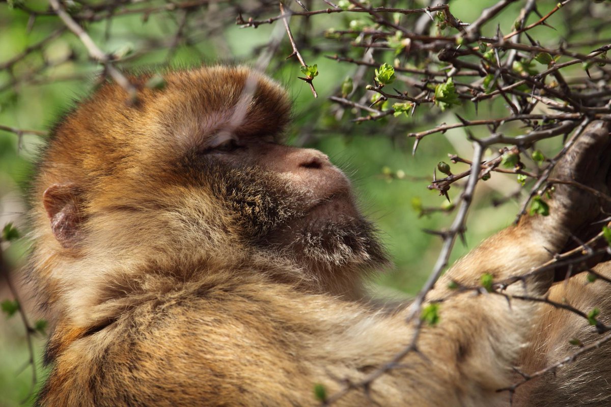 Woman Claims She Was Sexually Assaulted By Monkeys Tries To File woman-claims-she-was-sexually-assaulted-by-monkeys-tries-to-file