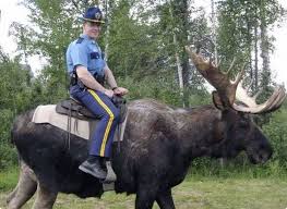 : The domesticated moose rider program is way overdue… @johnhancock...