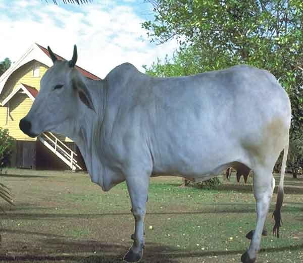 Gangatiri cattle - Alchetron, The Free Social Encyclopedia