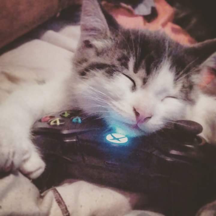 Cat Playing Xbox 360