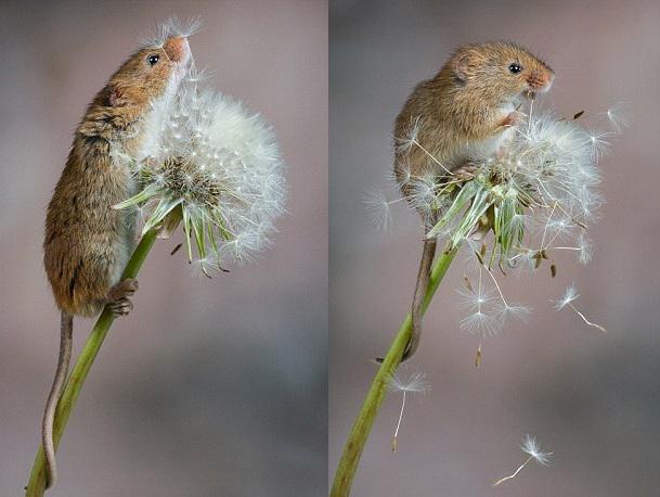 Cute moment tiny harvest mouse climbs dandelion stem to play with ...