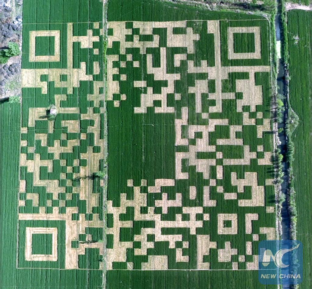 Farmer in N China grows crops into QR code that links to his WeChat ...