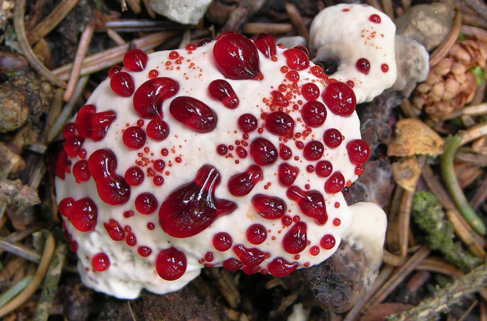 Hydnellum peckii - Hydnellum peckii - JapaneseClass.jp