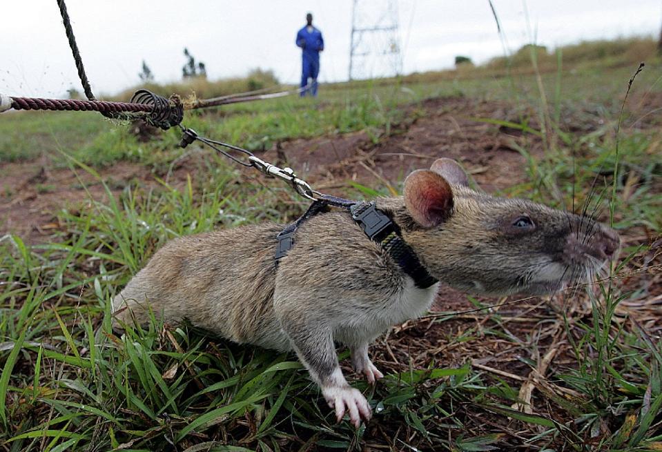 Huge rats are being trained for a special operation in a once war-torn ...