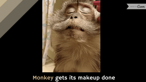Monkey With Makeup