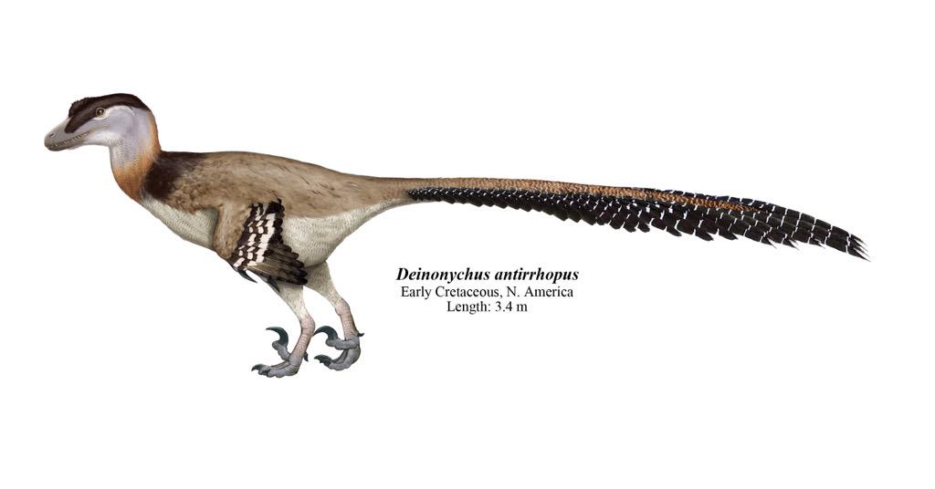 Deinonychus Feathers