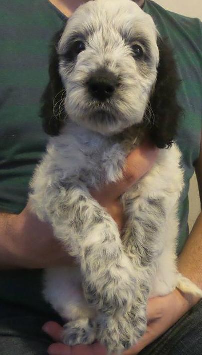 What Type Of Dog Is Sweep