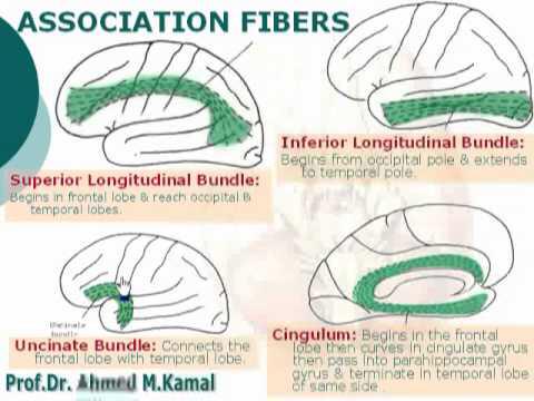 Association Fibers