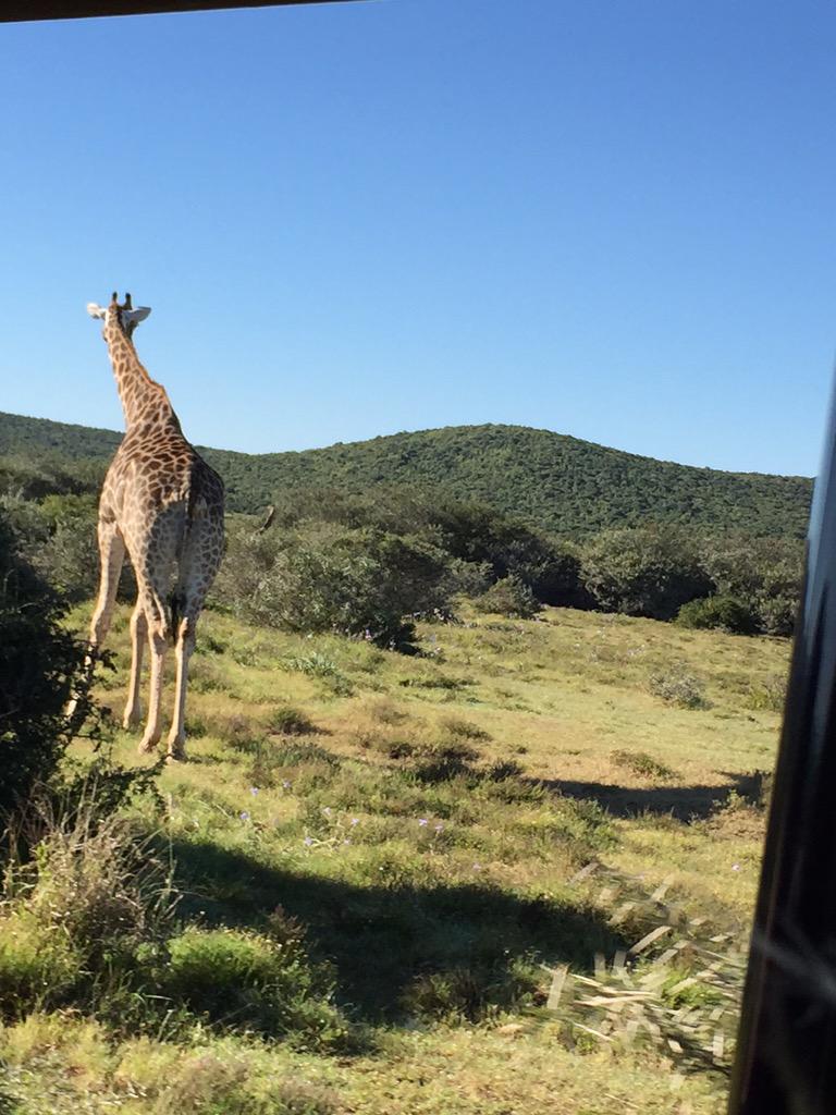 Driving past giraffes at speed = interesting : r/HalfAGiraffe