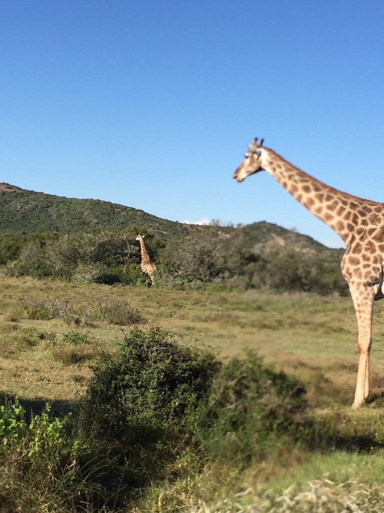Driving past giraffes at speed = interesting : r/HalfAGiraffe
