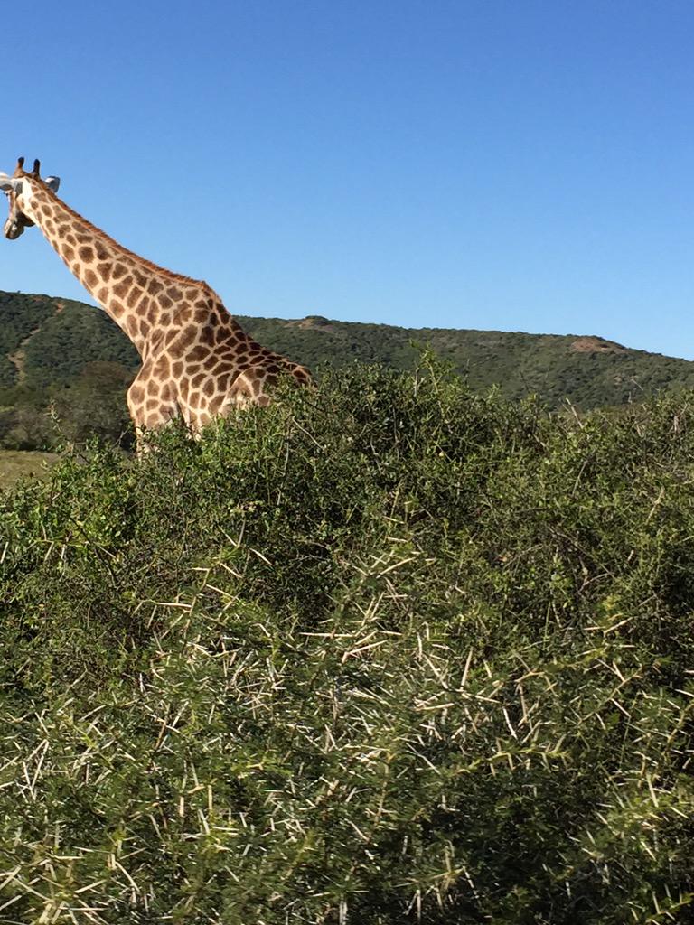 Driving past giraffes at speed = interesting : r/HalfAGiraffe