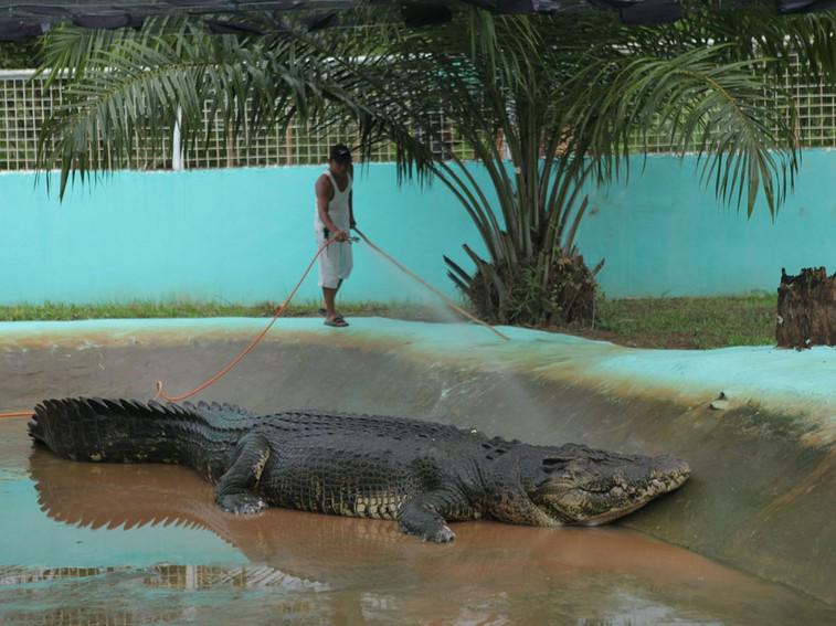 Lolong: Behold croczilla! Lolong is the world's largest captured ...
