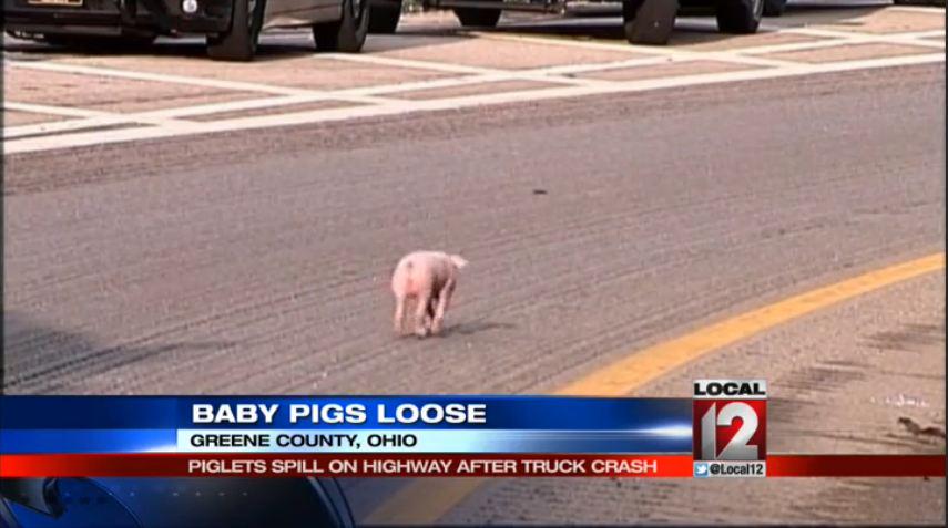 Truck Hauling 2,000 Baby Pigs Crashes Outside Xenia, Piglets On the ...
