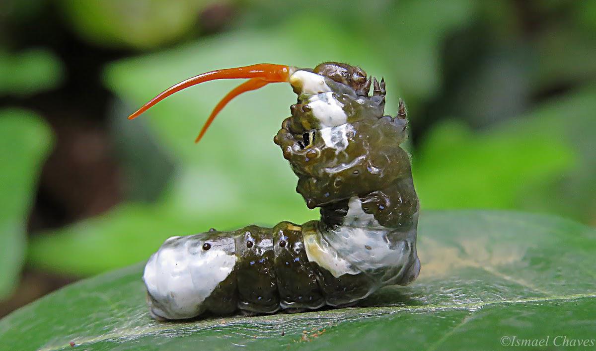 Bird Poop Caterpillar