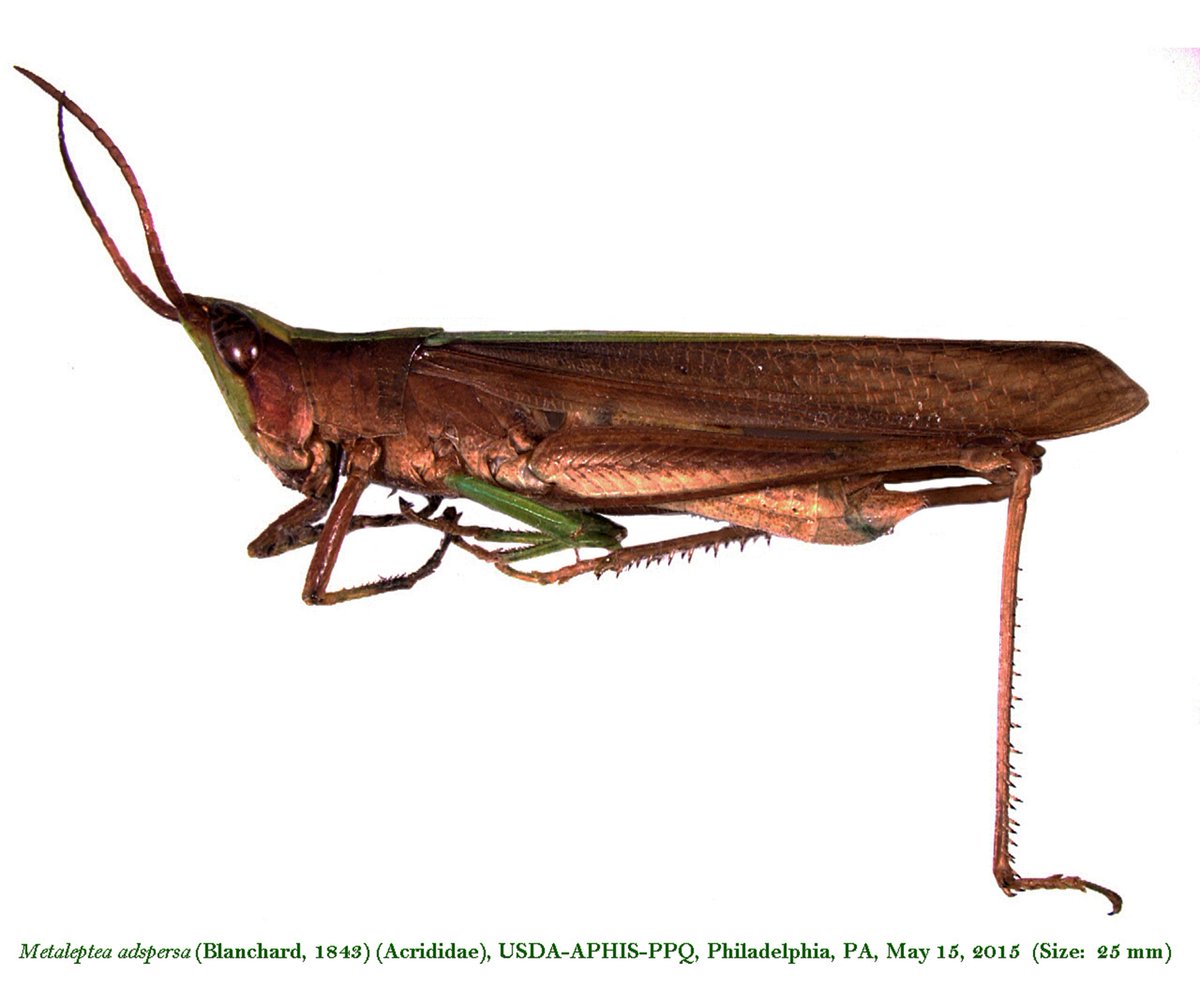 Phila CBP intercepts 2 destructive insect species new to U.S. This is ...