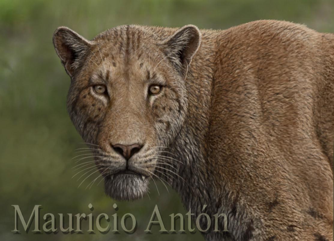 Homotherium Crenatidens