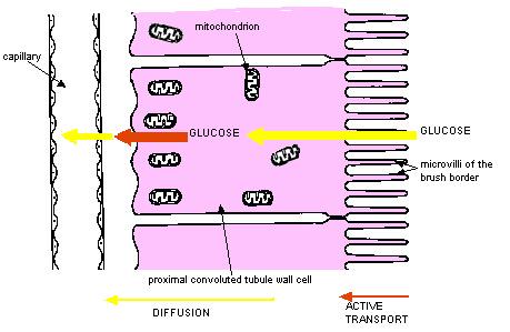 Proximal Convoluted Tubule Transport