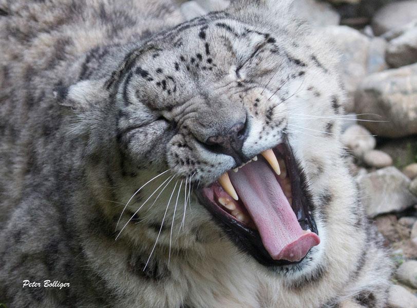 Snow Leopard Teeth