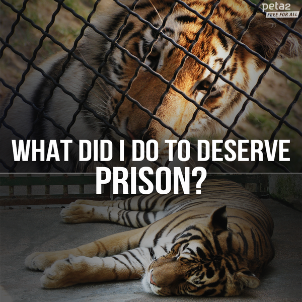 The only thing zoos teach children is that locking animals in cages is ...