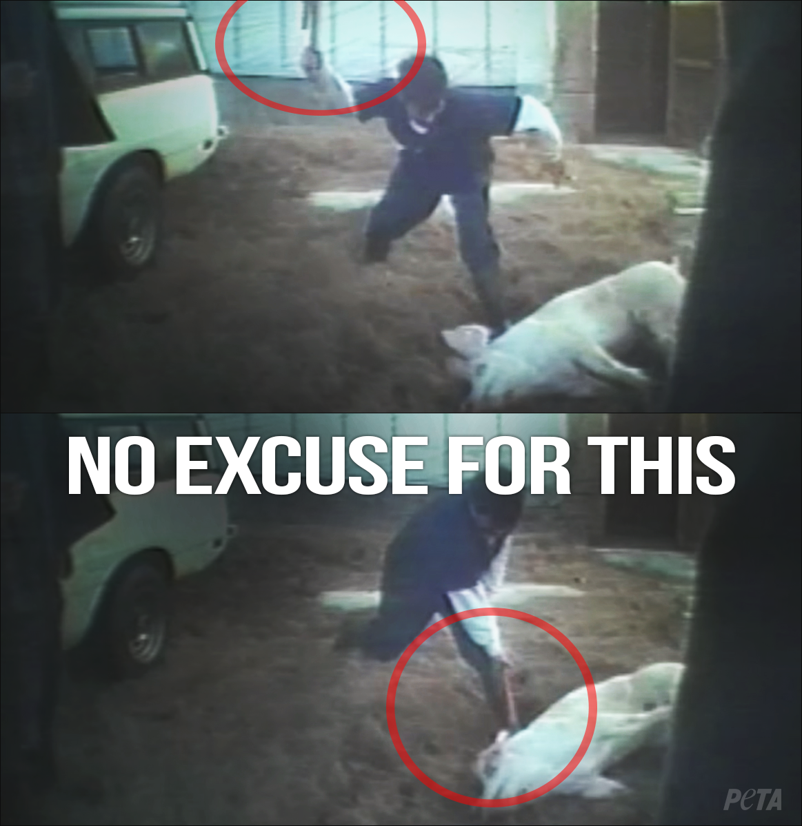 Animals on factory farms suffer routine abuse & a lifetime of suffering ...