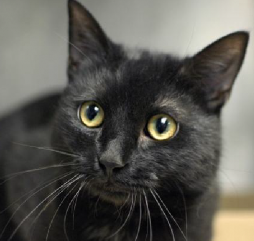 39. CATS!!! SAVE WONDERFUL NYC ACC CATS! CHANGE YOUR LIFE — and THEIRS ...